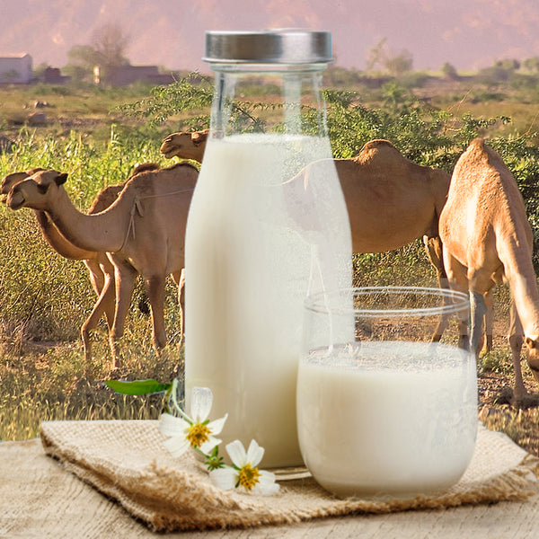 Camel milk kefir and why you should try it - Yemoos Nourishing Cultures